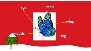 Body parts of animals | PPT
