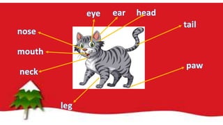 Body parts of animals | PPT