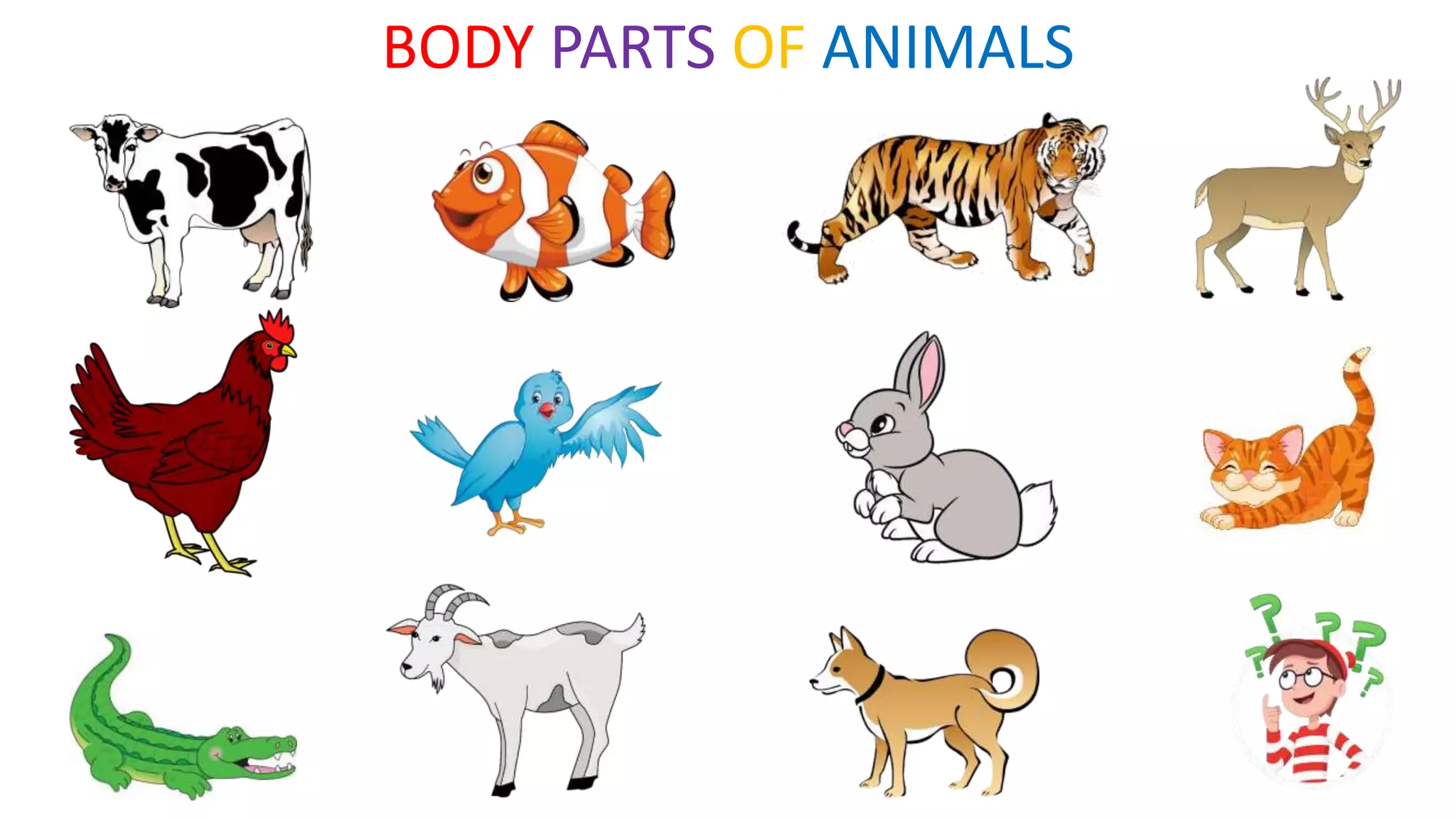 Body Parts of Animals.pptx