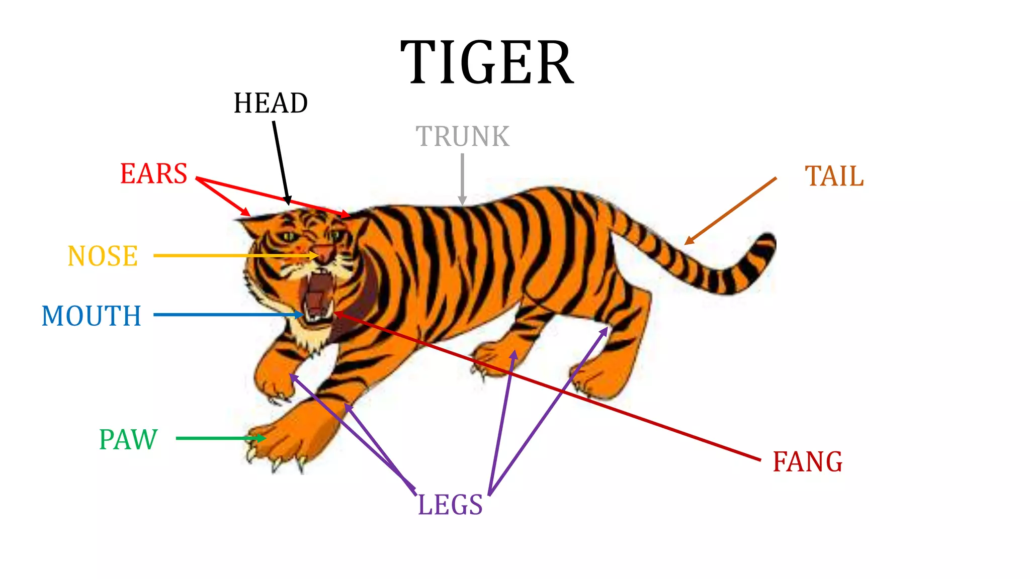 Body Parts of Animals.pptx