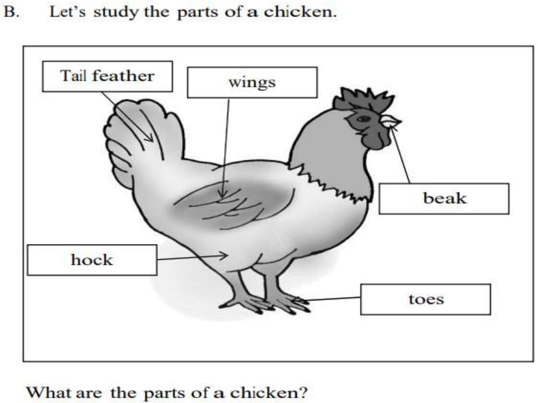 body parts of animals.pptx scielce lesson for grade 3 | PPTX