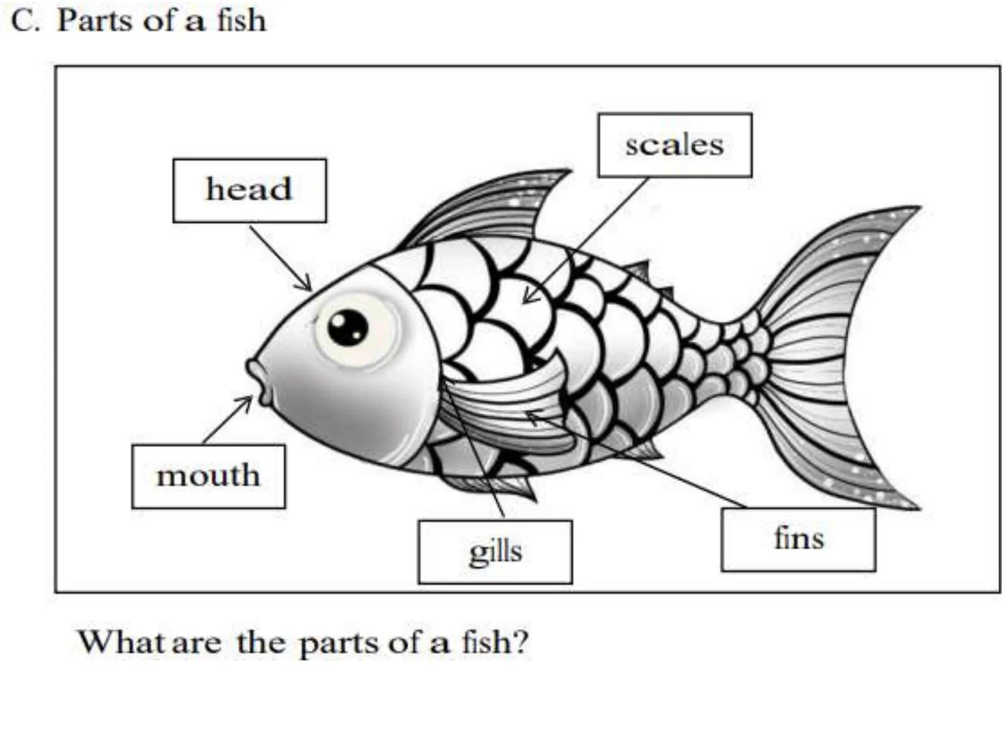 body parts of animals.pptx scielce lesson for grade 3 | PPTX