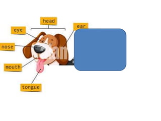 body parts of animals.pptx scielce lesson for grade 3 | PPTX