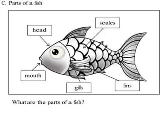 body parts of animals.pptx scielce lesson for grade 3 | PPTX