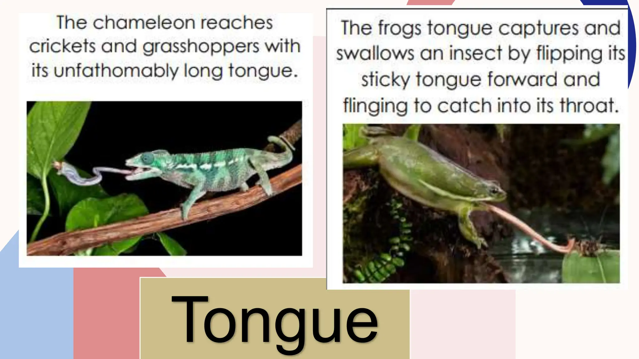 Body Parts of Animals and their Functions.pptx