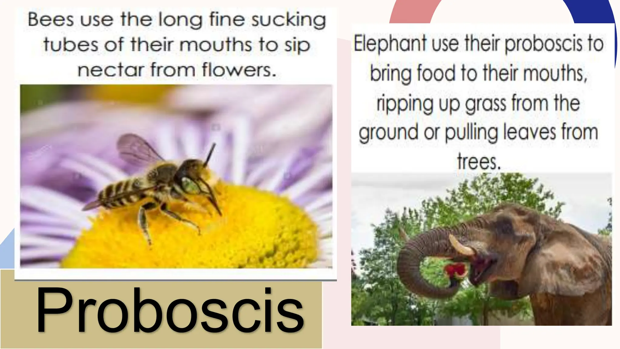 Body Parts of Animals and their Functions.pptx