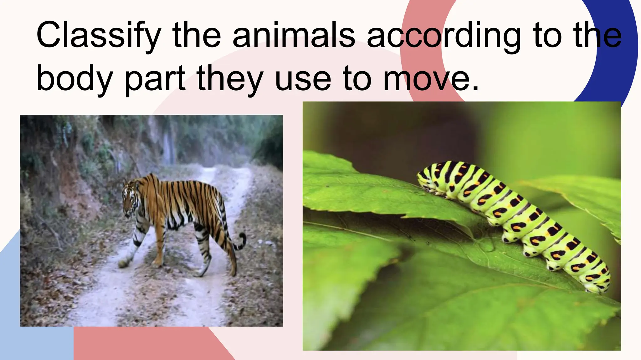 Body Parts of Animals and their Functions.pptx