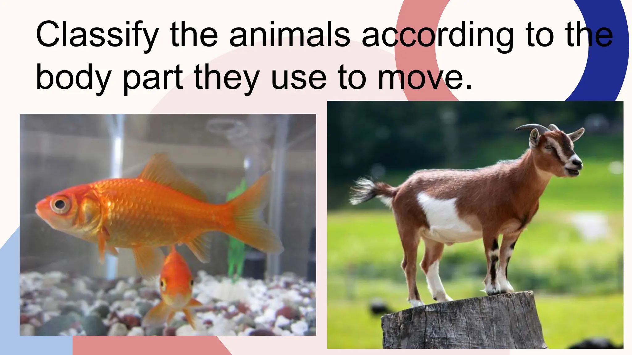 Body Parts of Animals and their Functions.pptx