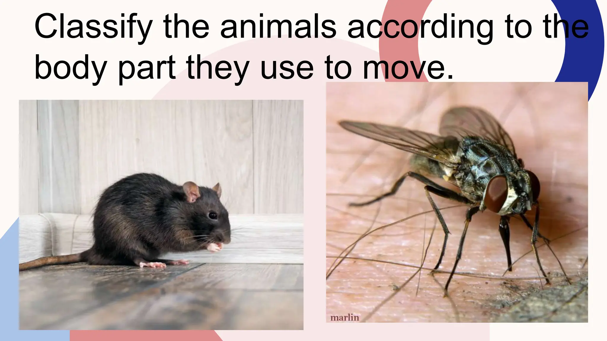 Body Parts of Animals and their Functions.pptx