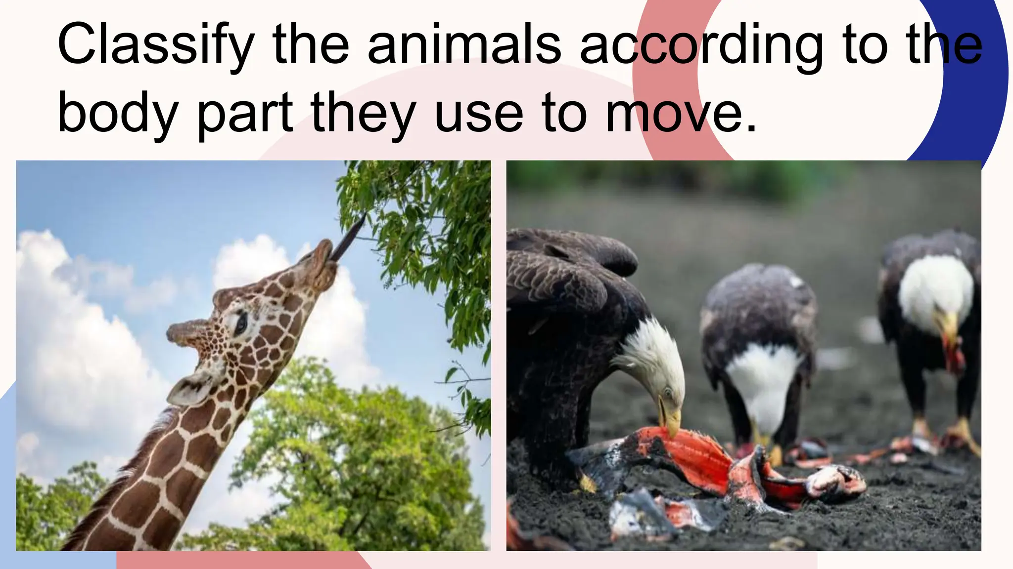 Body Parts of Animals and their Functions.pptx