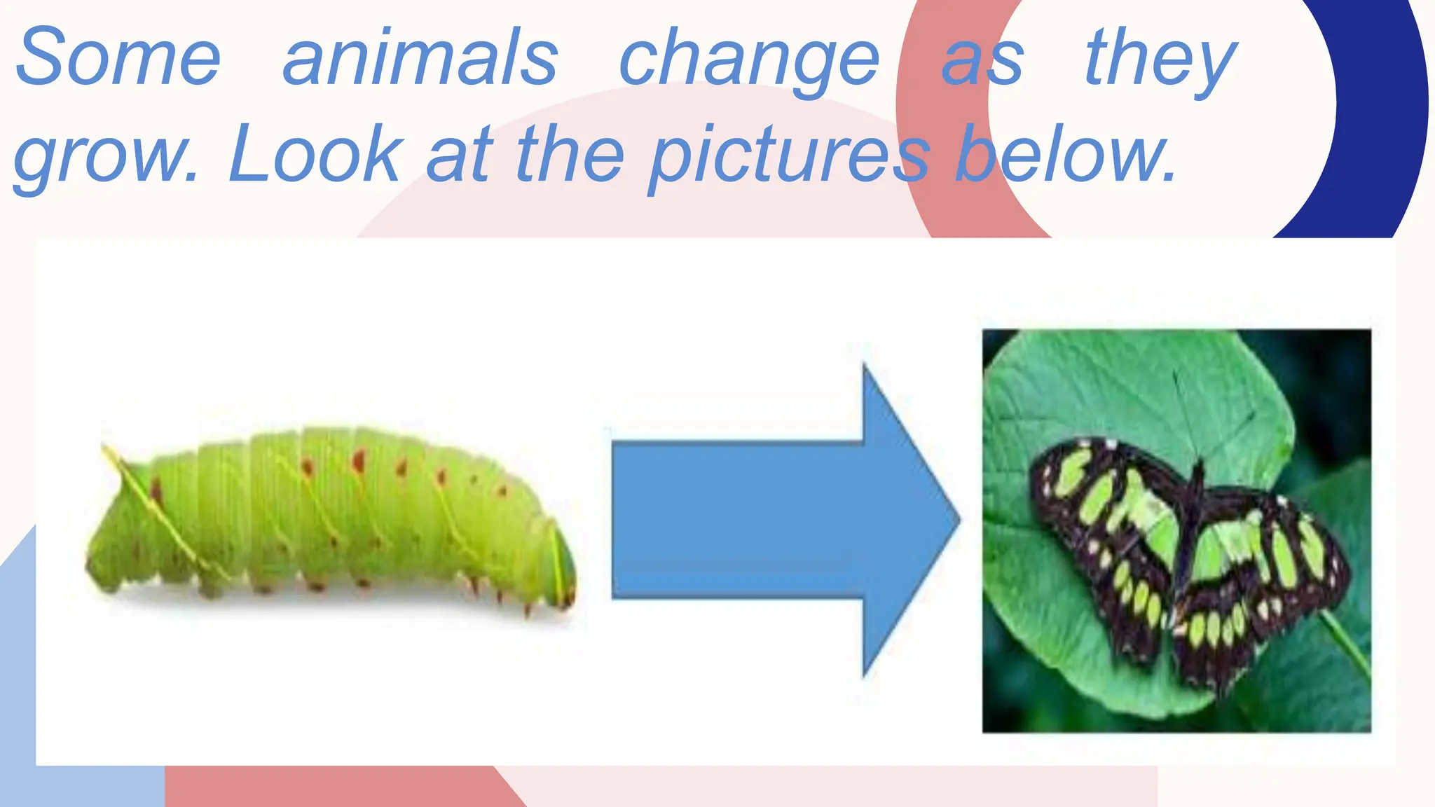 Body Parts of Animals and their Functions.pptx