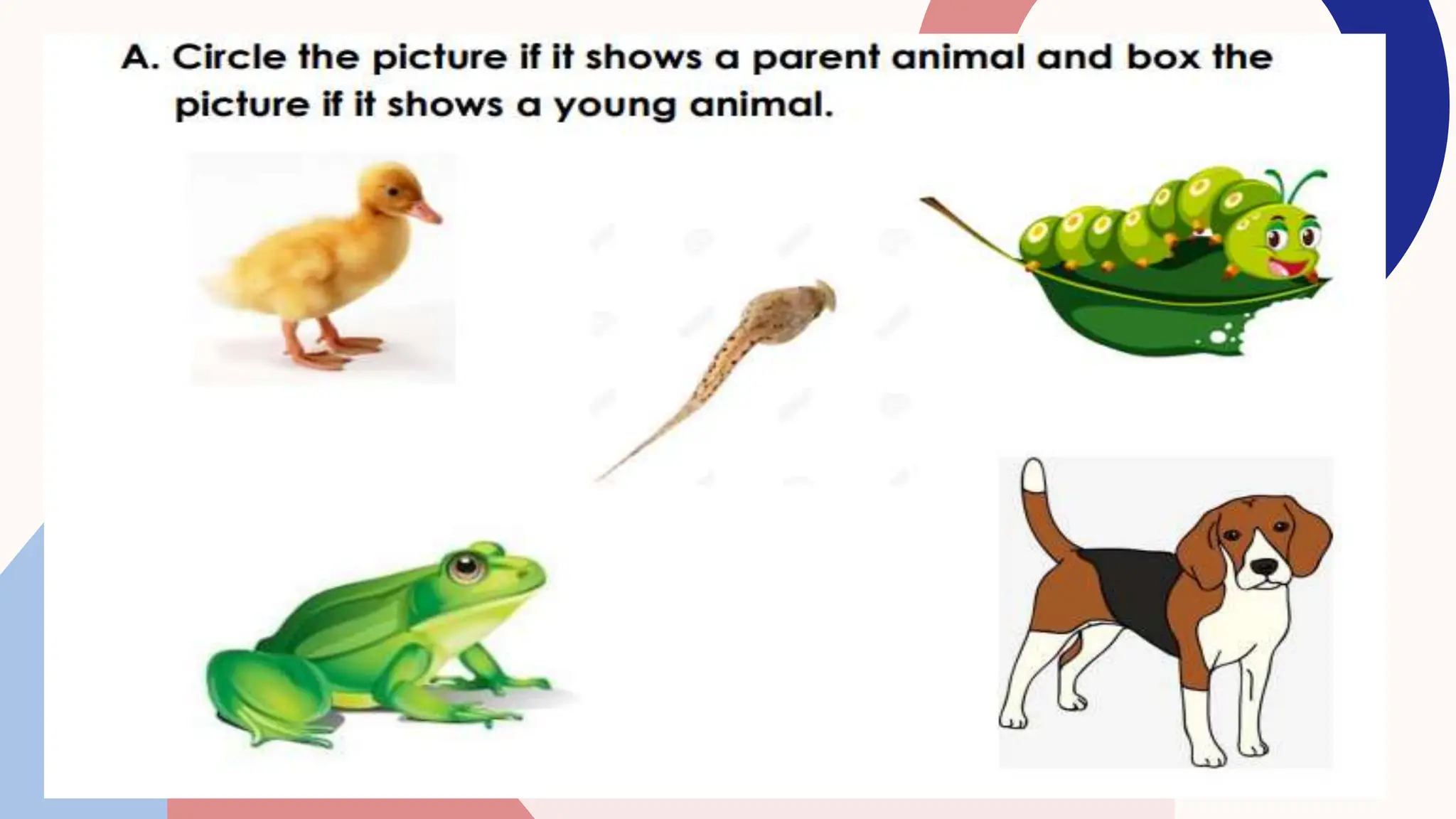 Body Parts of Animals and their Functions.pptx