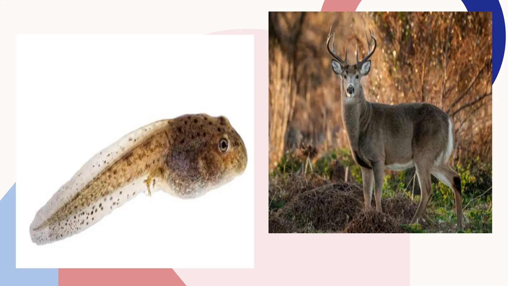 Body Parts of Animals and their Functions.pptx