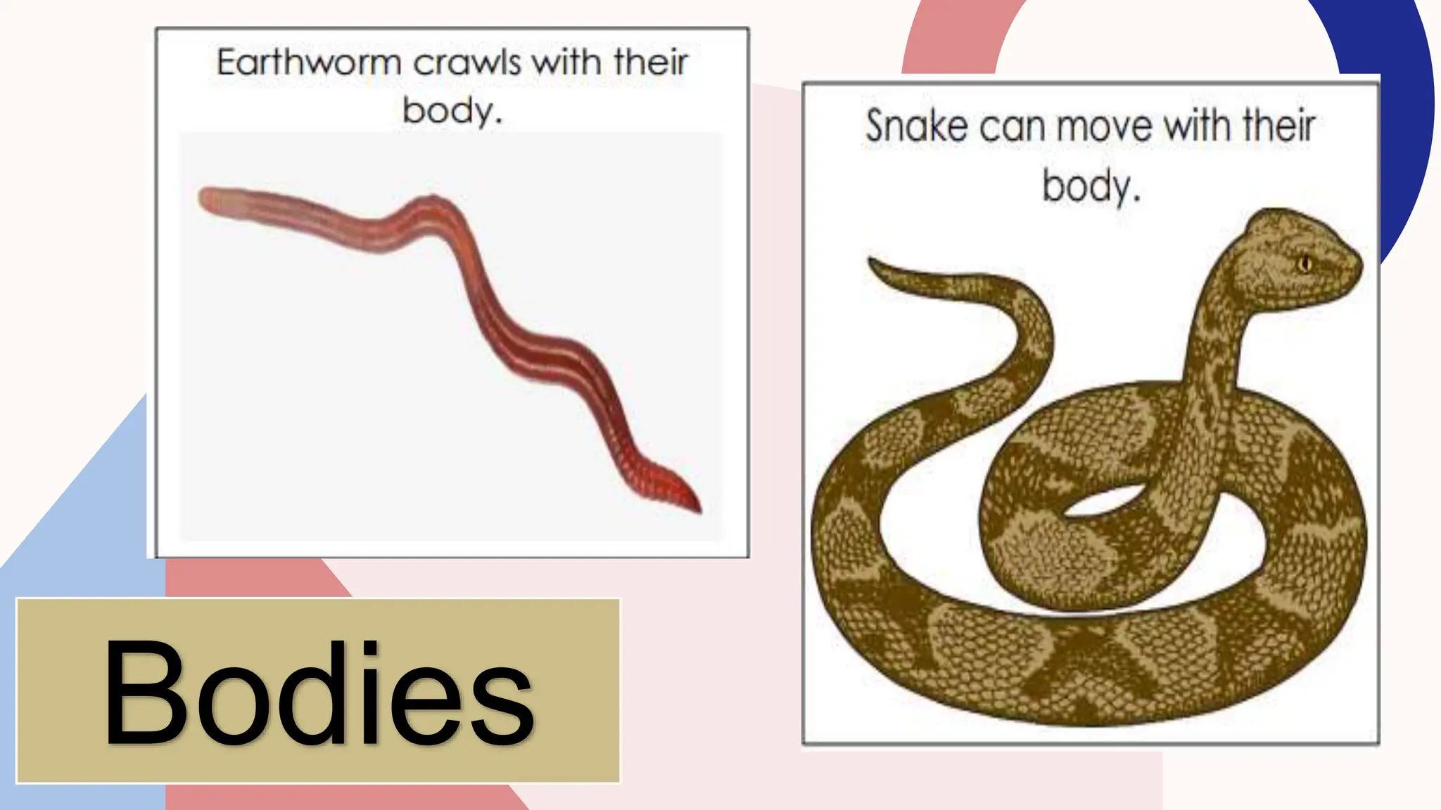 Body Parts of Animals and their Functions.pptx