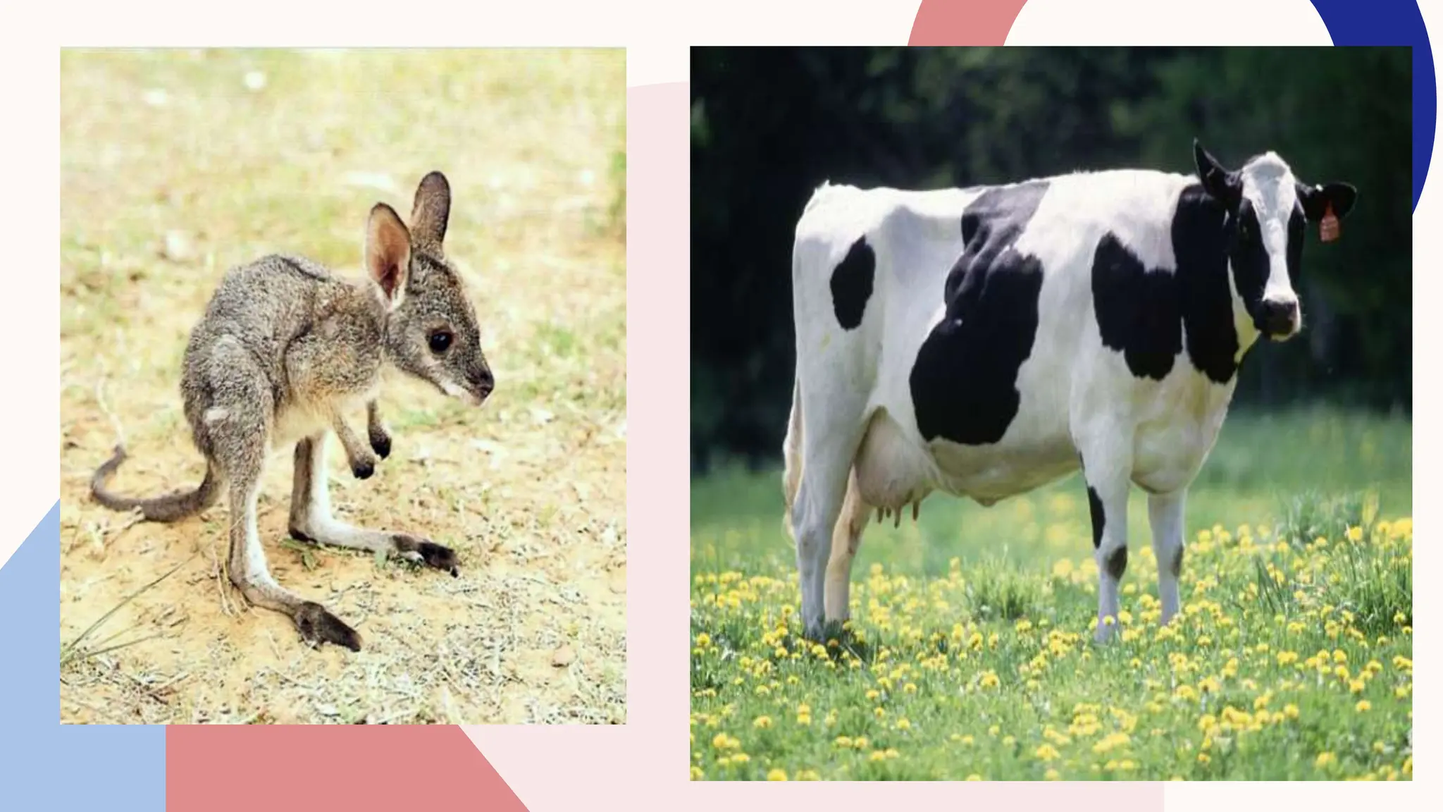 Body Parts of Animals and their Functions.pptx