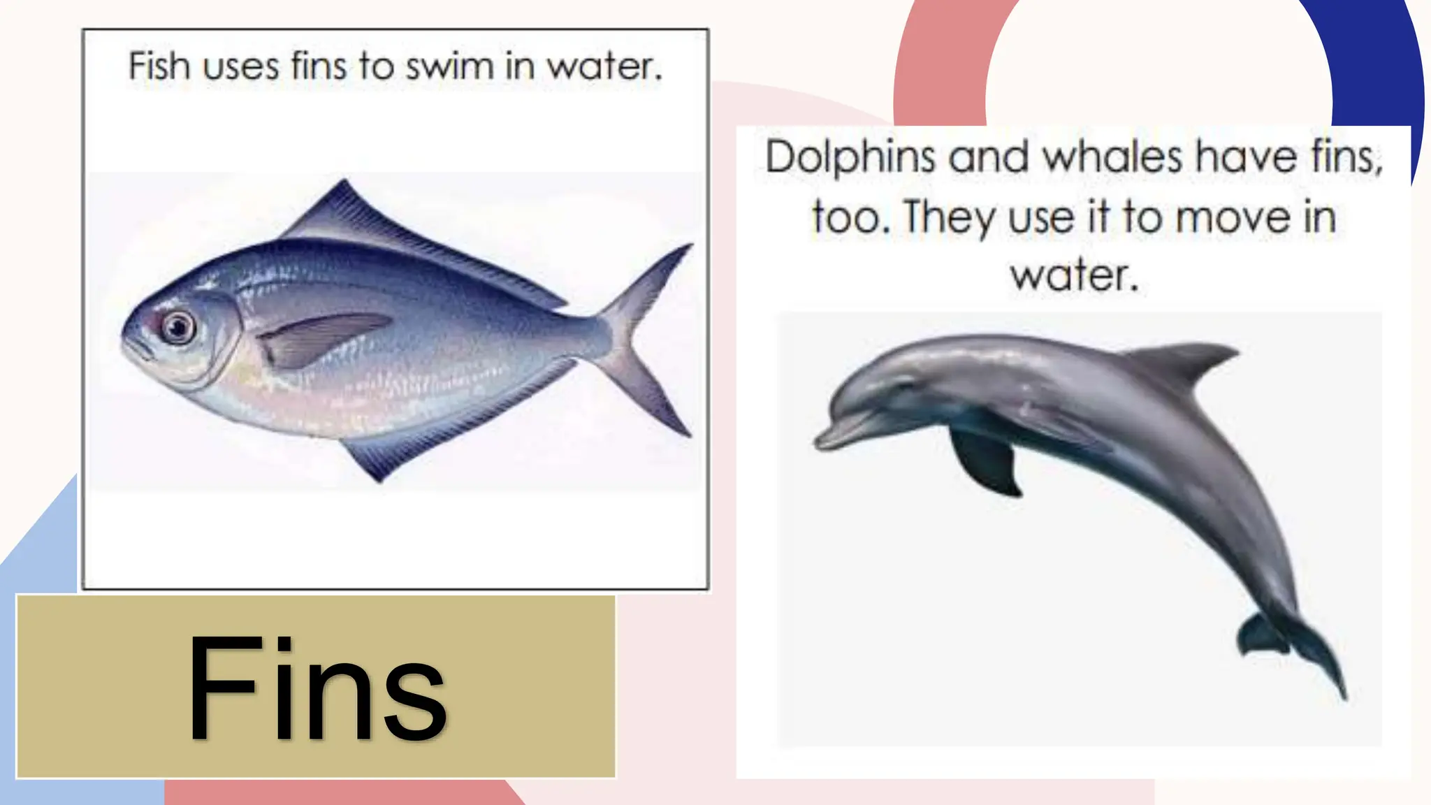 Body Parts of Animals and their Functions.pptx