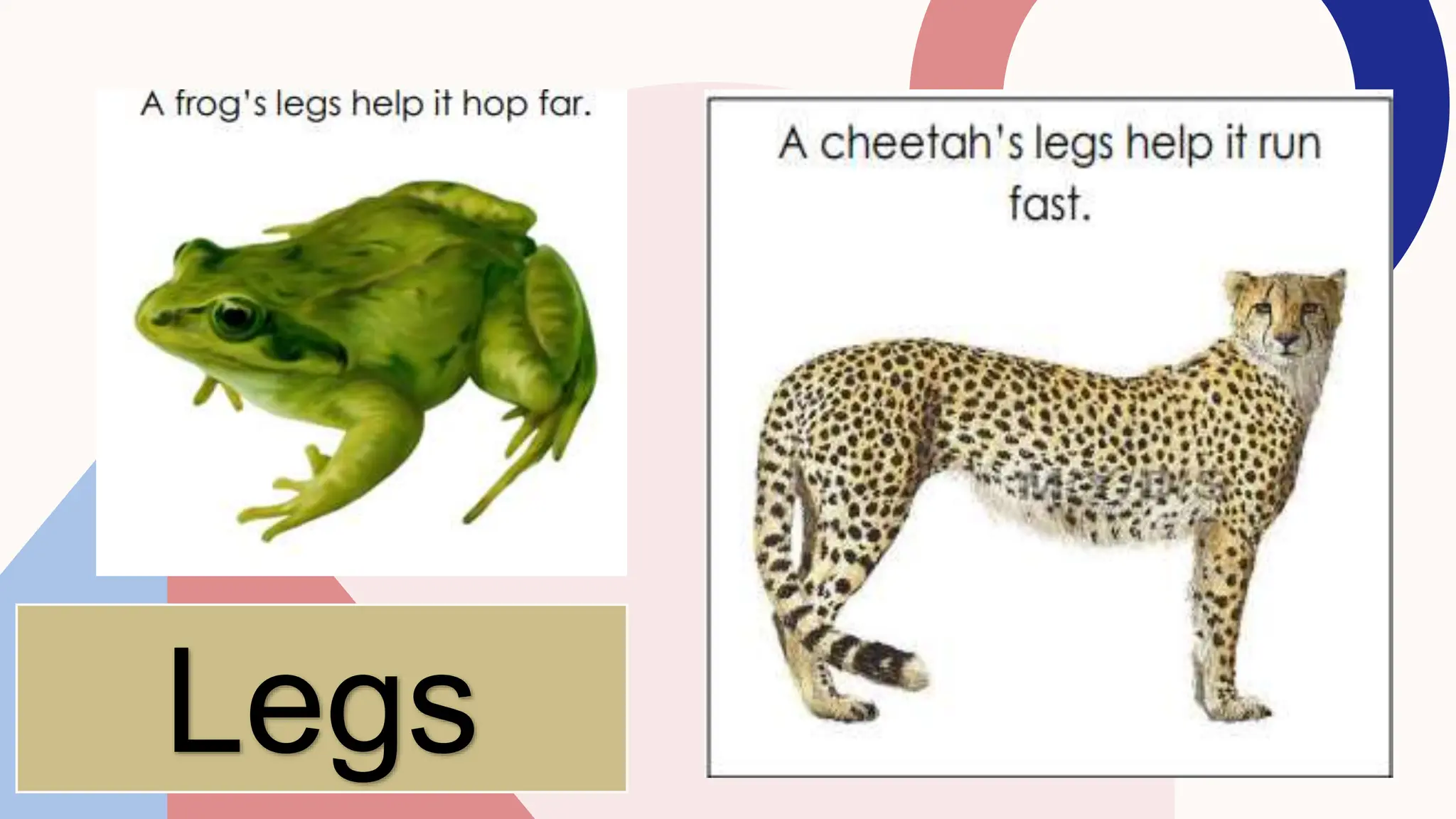 Body Parts of Animals and their Functions.pptx