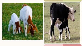 Body Parts of Animals and their Functions.pptx