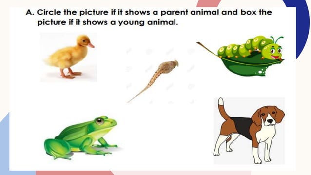 Body Parts of Animals and their Functions.pptx