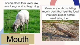 Body Parts of Animals and their Functions.pptx