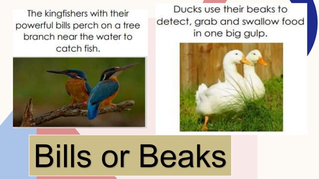 Body Parts of Animals and their Functions.pptx