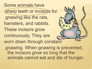 body parts of Animals for food getting.pptx