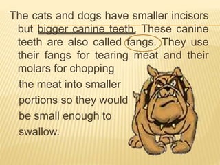 body parts of Animals for food getting.pptx