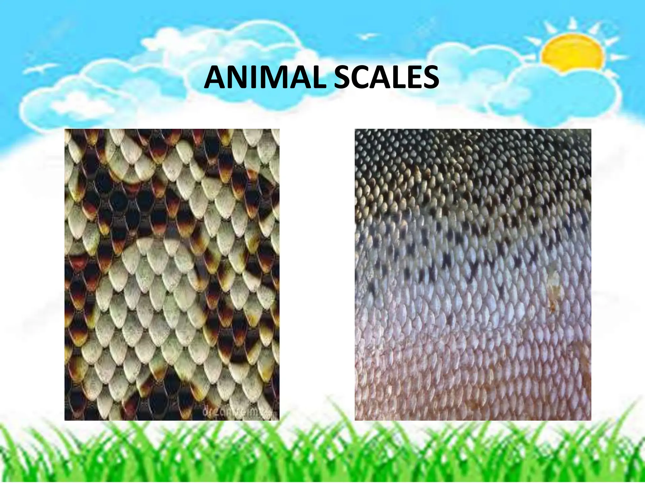 body parts of animals for getting food.pptx