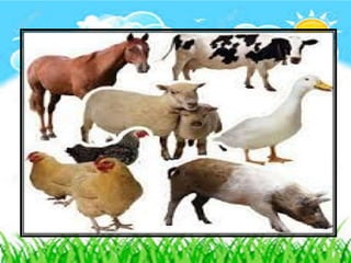 body parts of animals for getting food.pptx