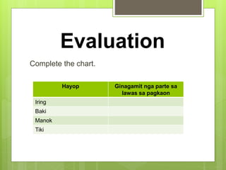 Body Parts of Animals used in Eating.pptx