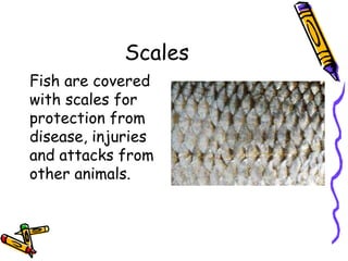 BODY PARTS OF AQUATIC ANIMALS.pptx