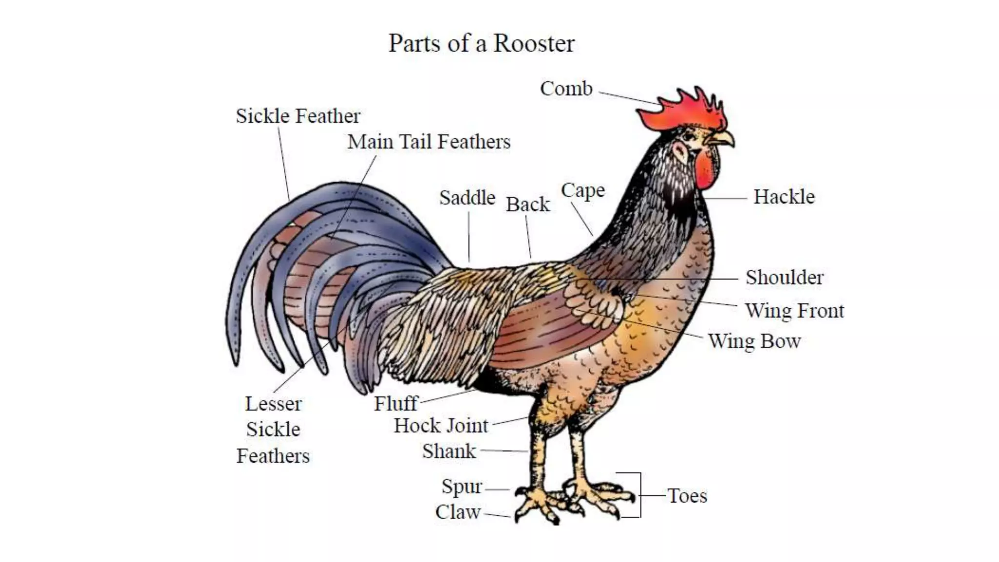 Body parts of chicken.pptx