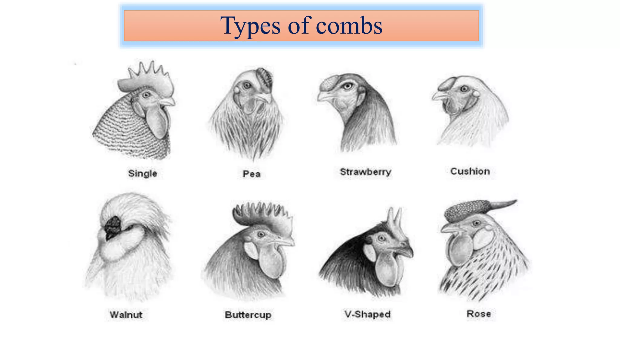 Body parts of chicken.pptx
