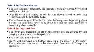 Body parts of chicken.pptx