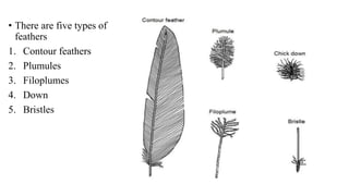 Body parts of chicken.pptx