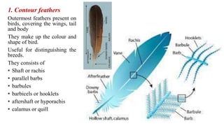 Body parts of chicken.pptx
