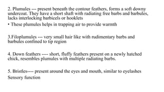 Body parts of chicken.pptx
