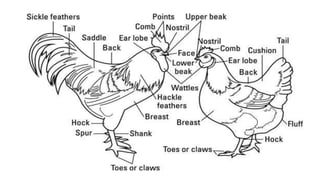 Body parts of chicken.pptx
