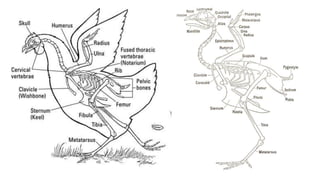 Body parts of chicken.pptx