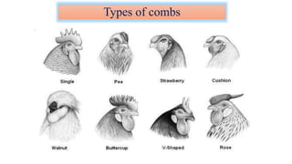 Body parts of chicken.pptx