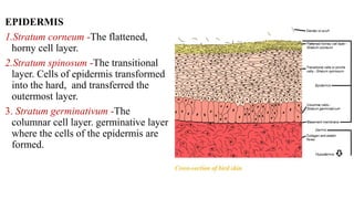 Body parts of chicken.pptx