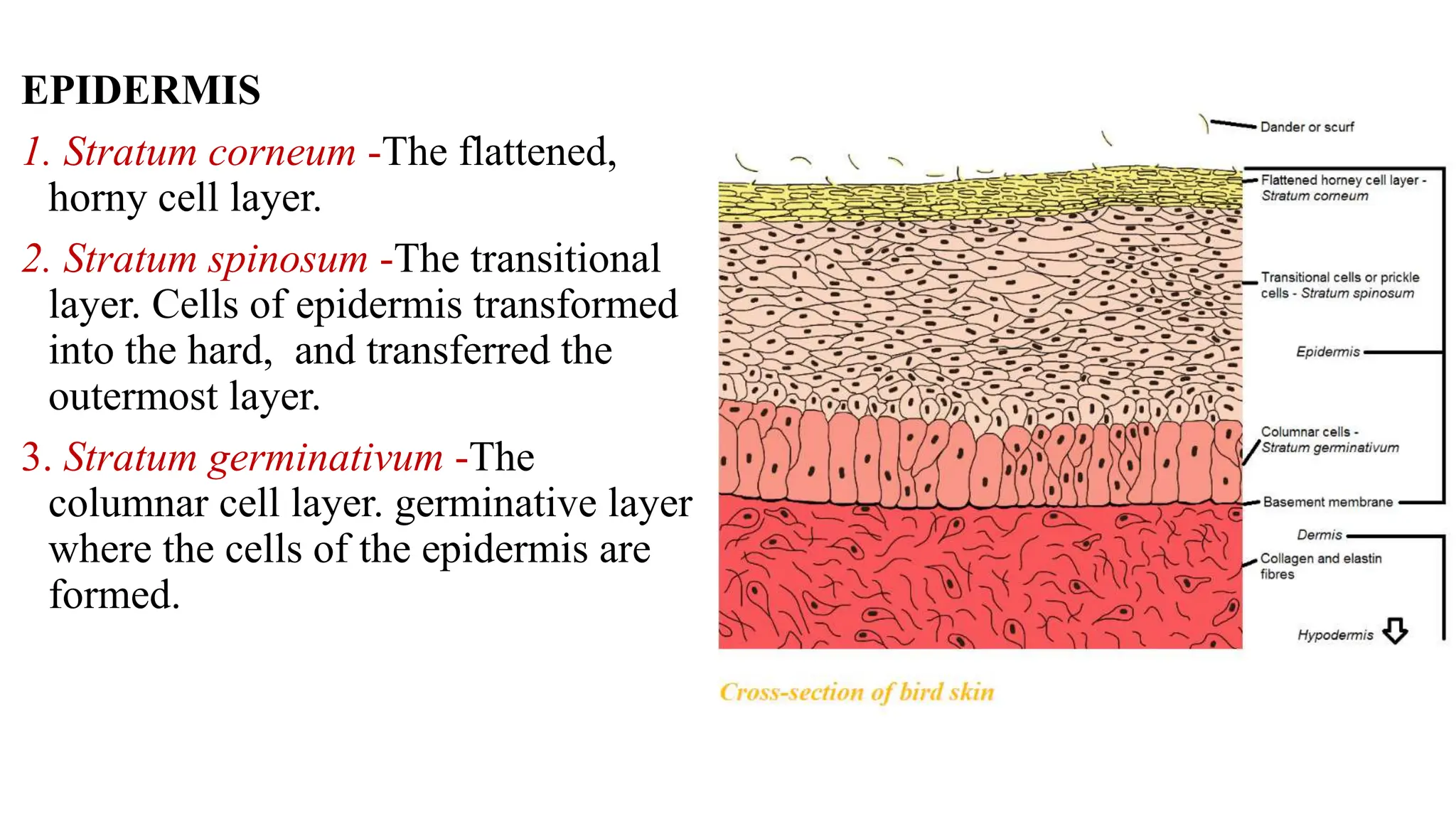 External Body conformation parts of chicken.pptx