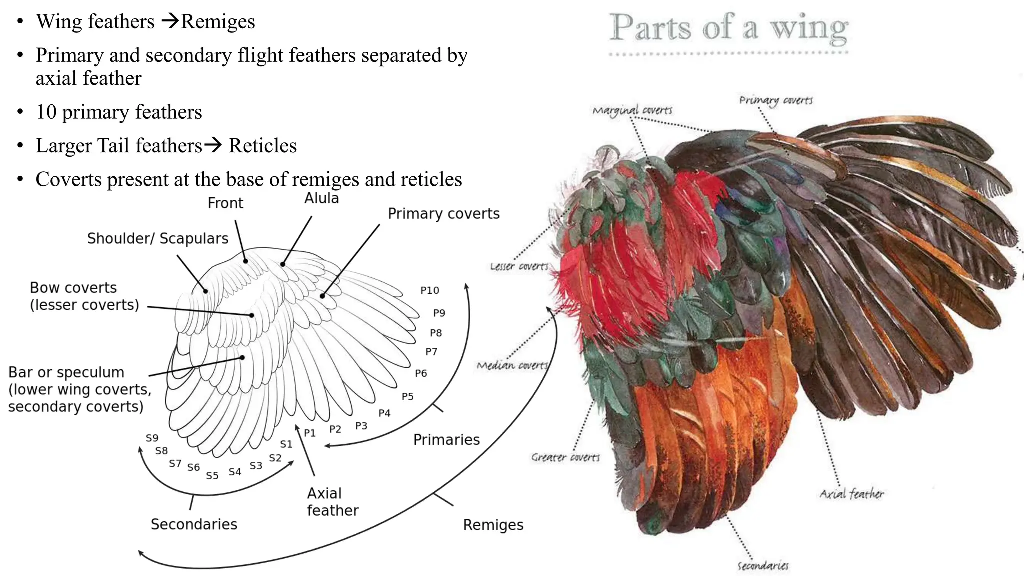 External Body conformation parts of chicken.pptx