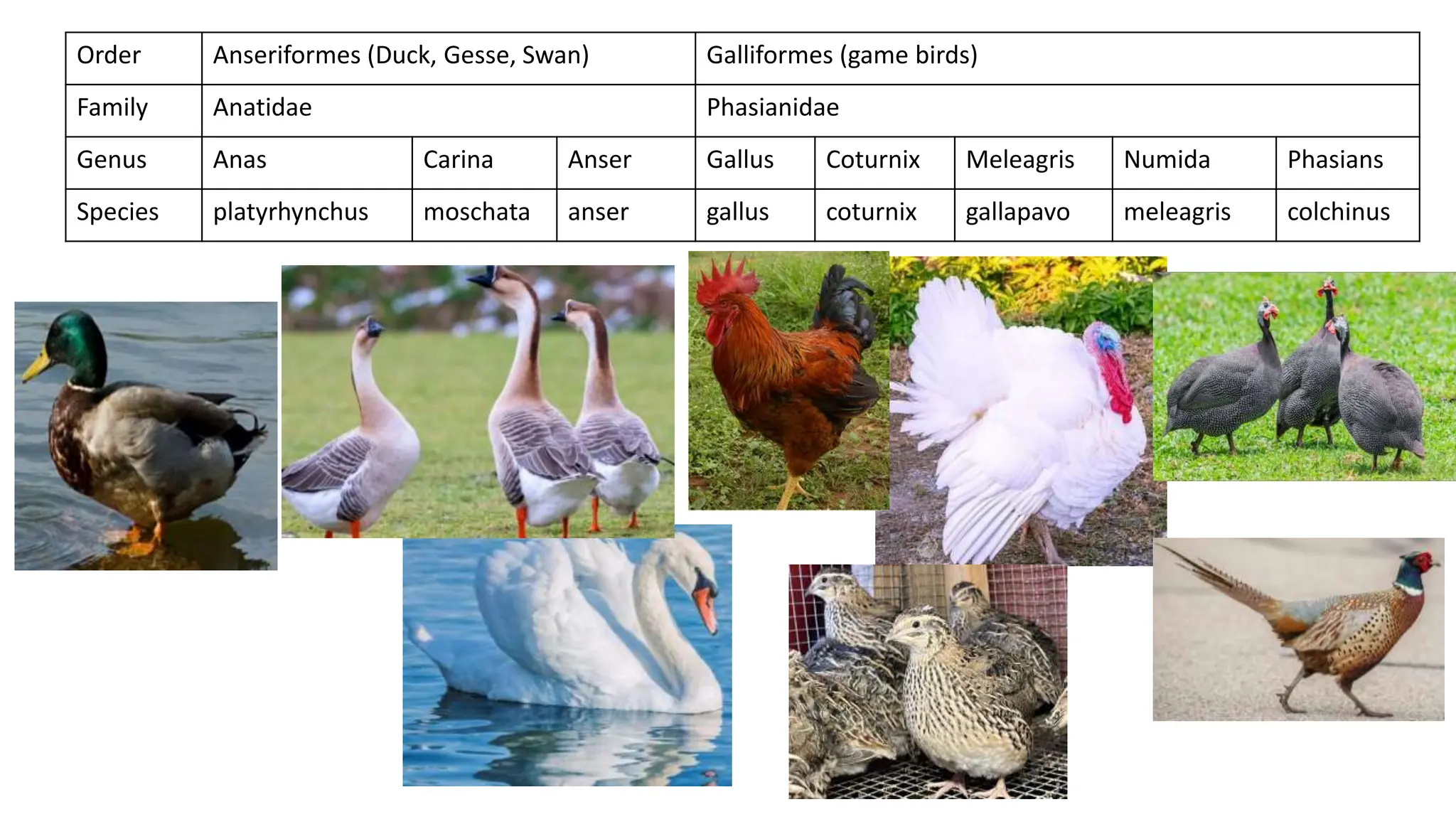 External Body conformation parts of chicken.pptx