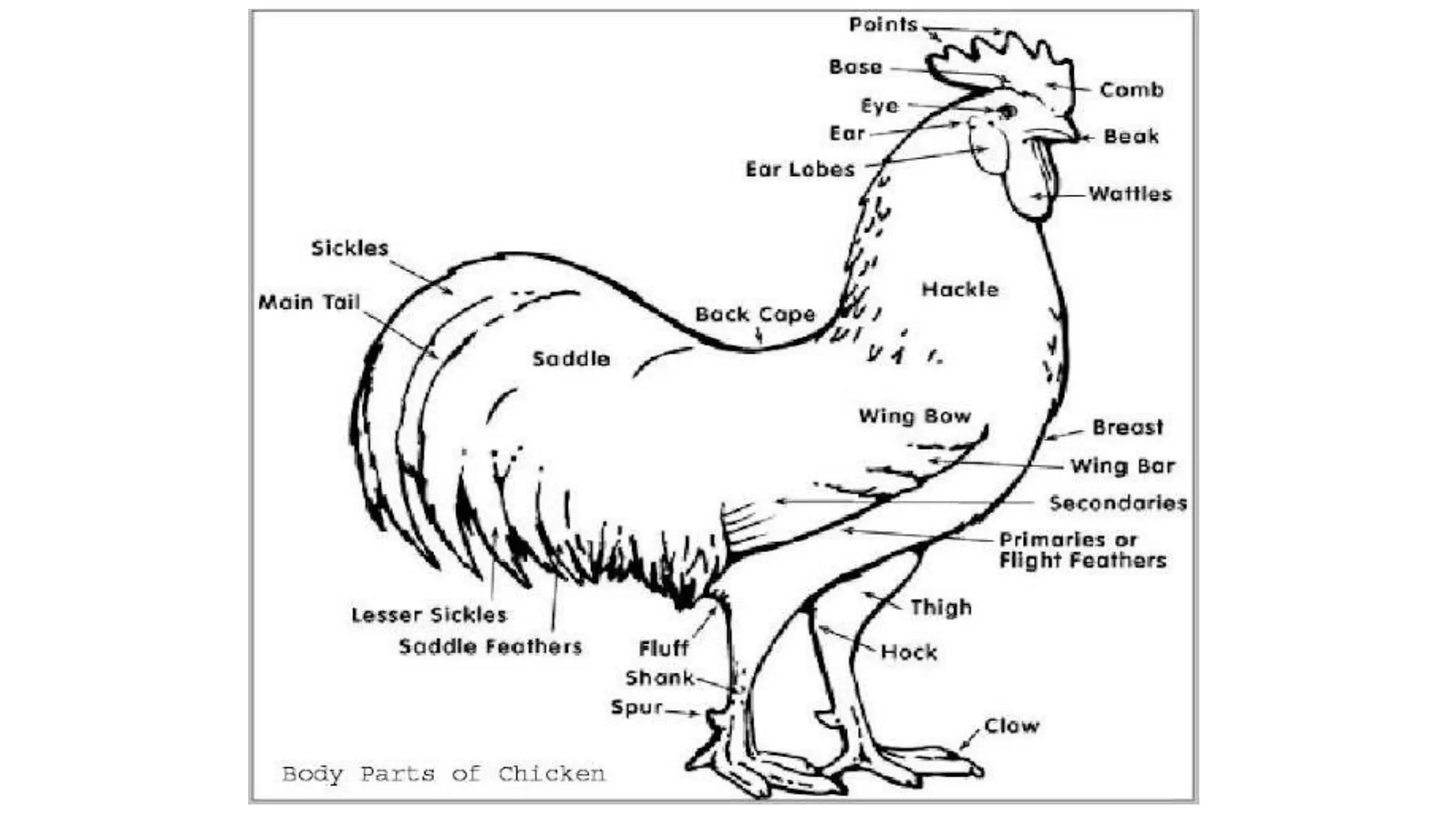 External Body conformation parts of chicken.pptx