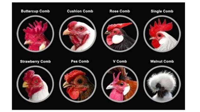 External Body conformation parts of chicken.pptx | Birds | Pets
