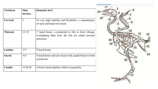 External Body conformation parts of chicken.pptx
