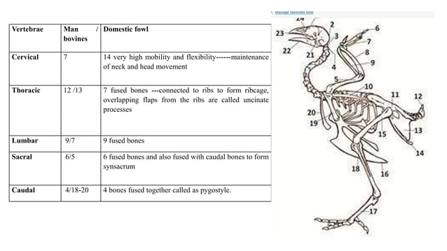 External Body conformation parts of chicken.pptx | Birds | Pets
