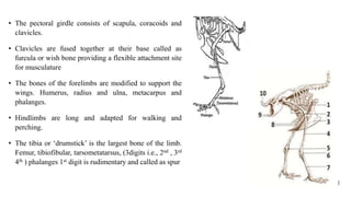 External Body conformation parts of chicken.pptx