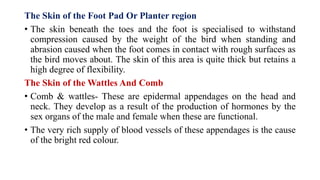 External Body conformation parts of chicken.pptx